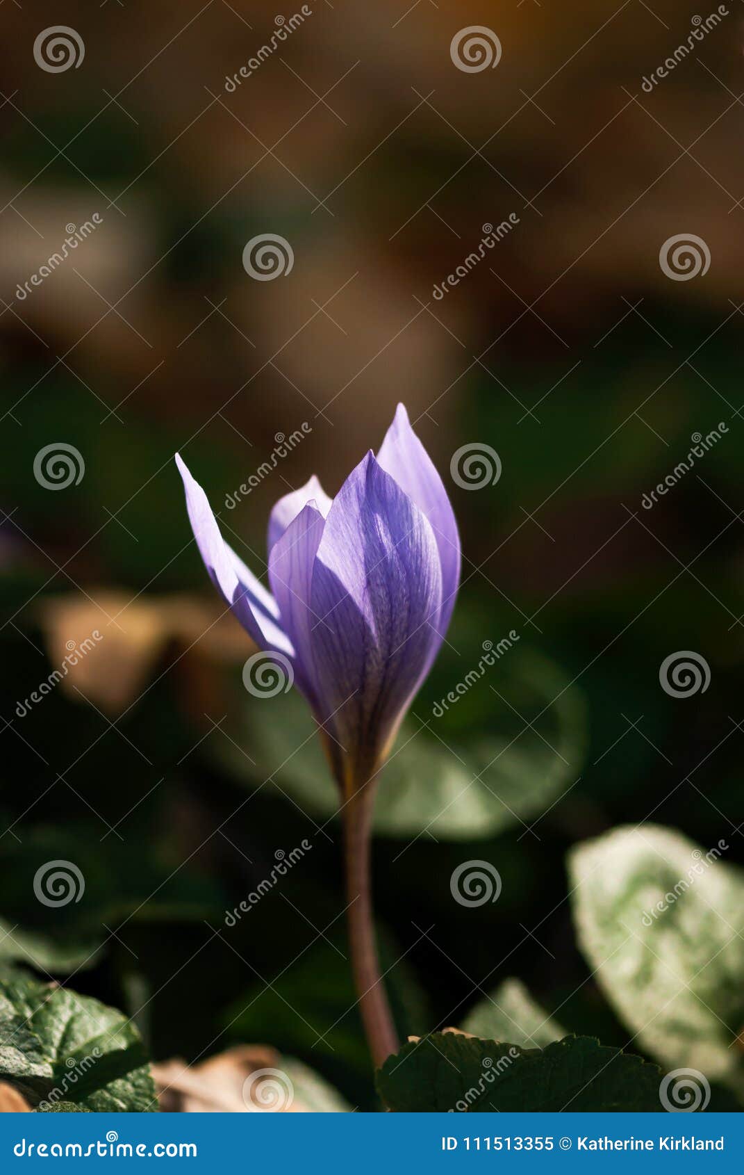 Purple Autumn Crocus Bloom stock image. Image of floral - 111513355