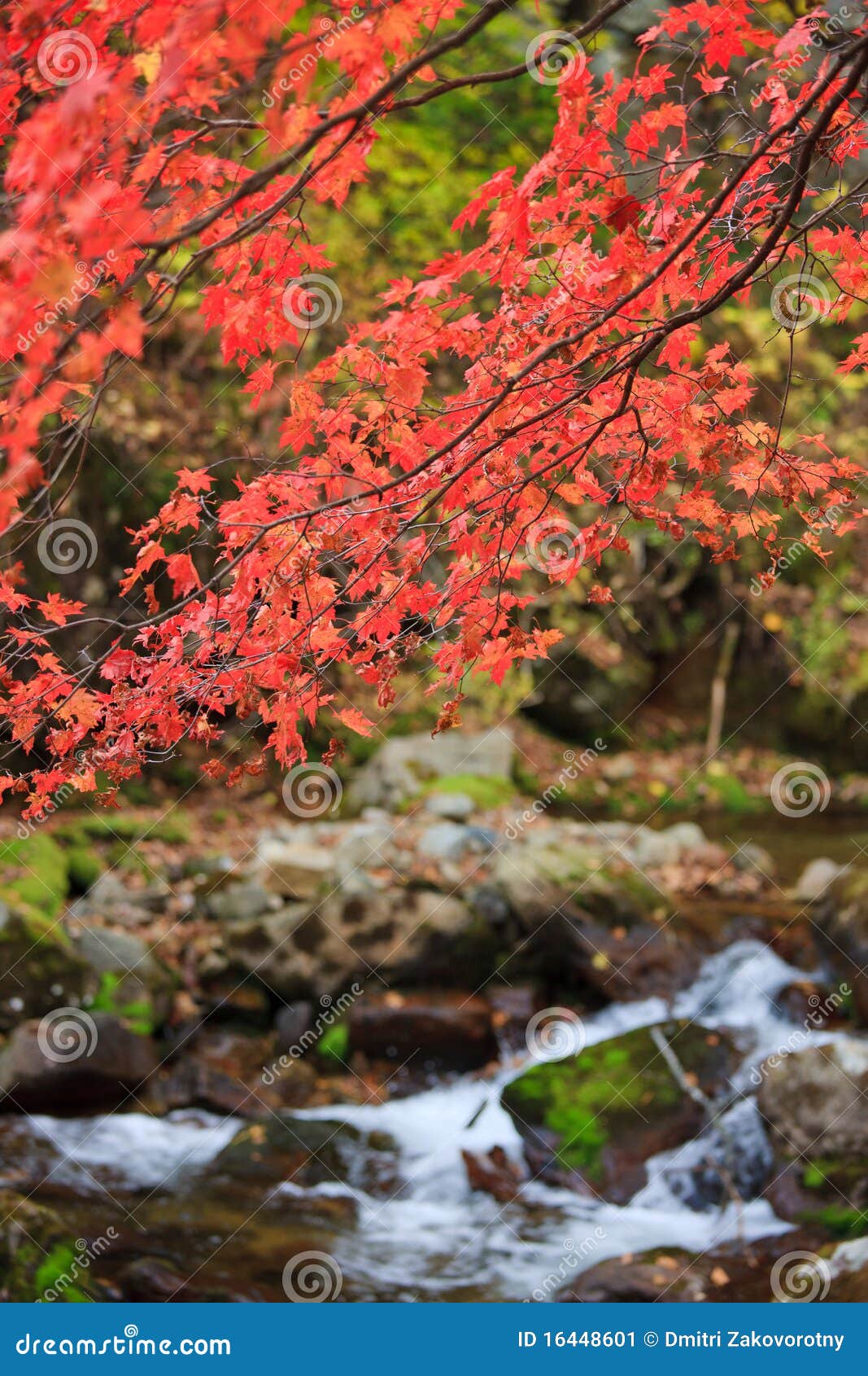 Purple Autumn Foliage on a Background of Stream Stock Image - Image of ...