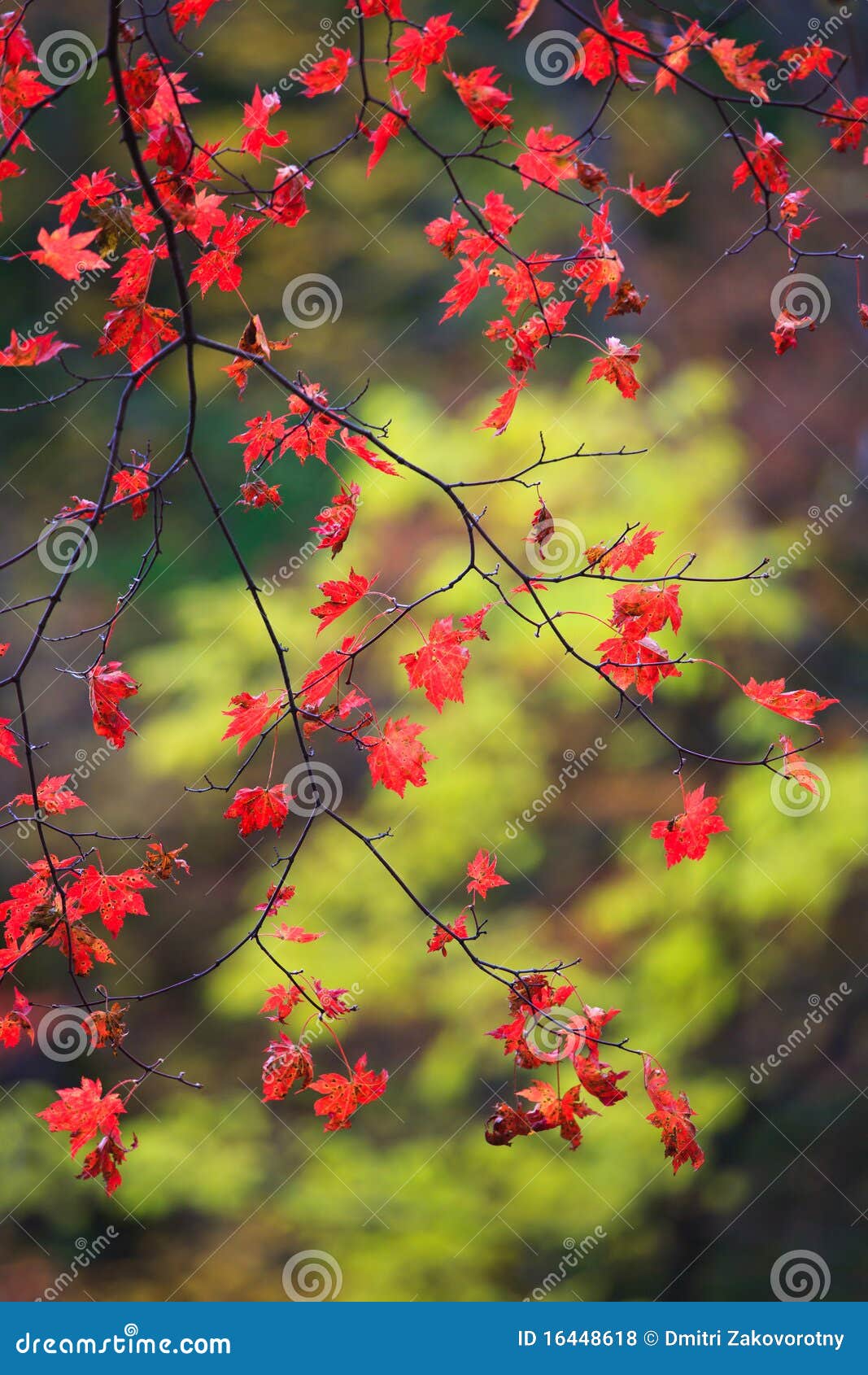 Purple Autumn Foliage on a Green Leaf Stock Photo - Image of plant ...