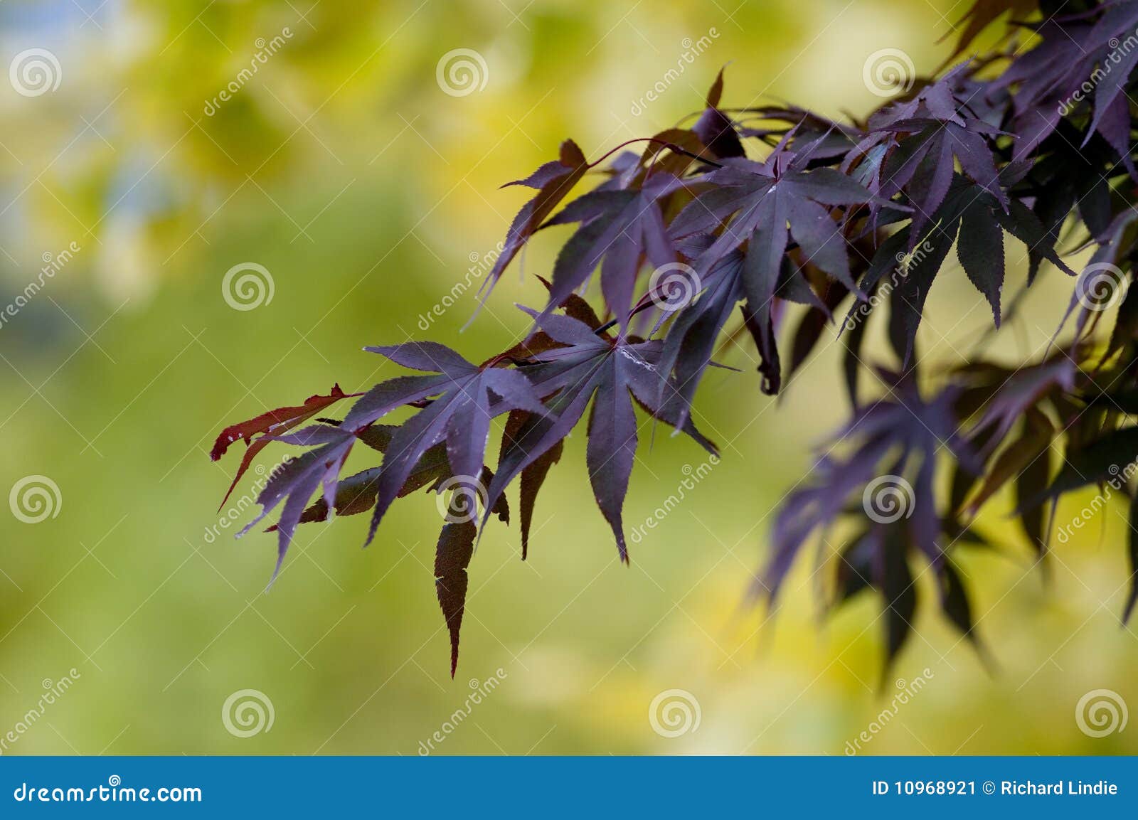 Purple Autumn Leaves stock image. Image of flora, fall - 10968921