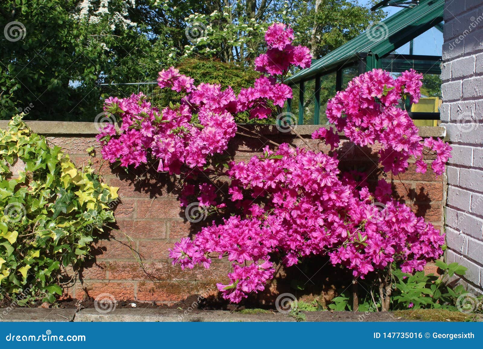 Purple Azalea in Full Bloom Stock Photo - Image of sunny, spring: 147735016