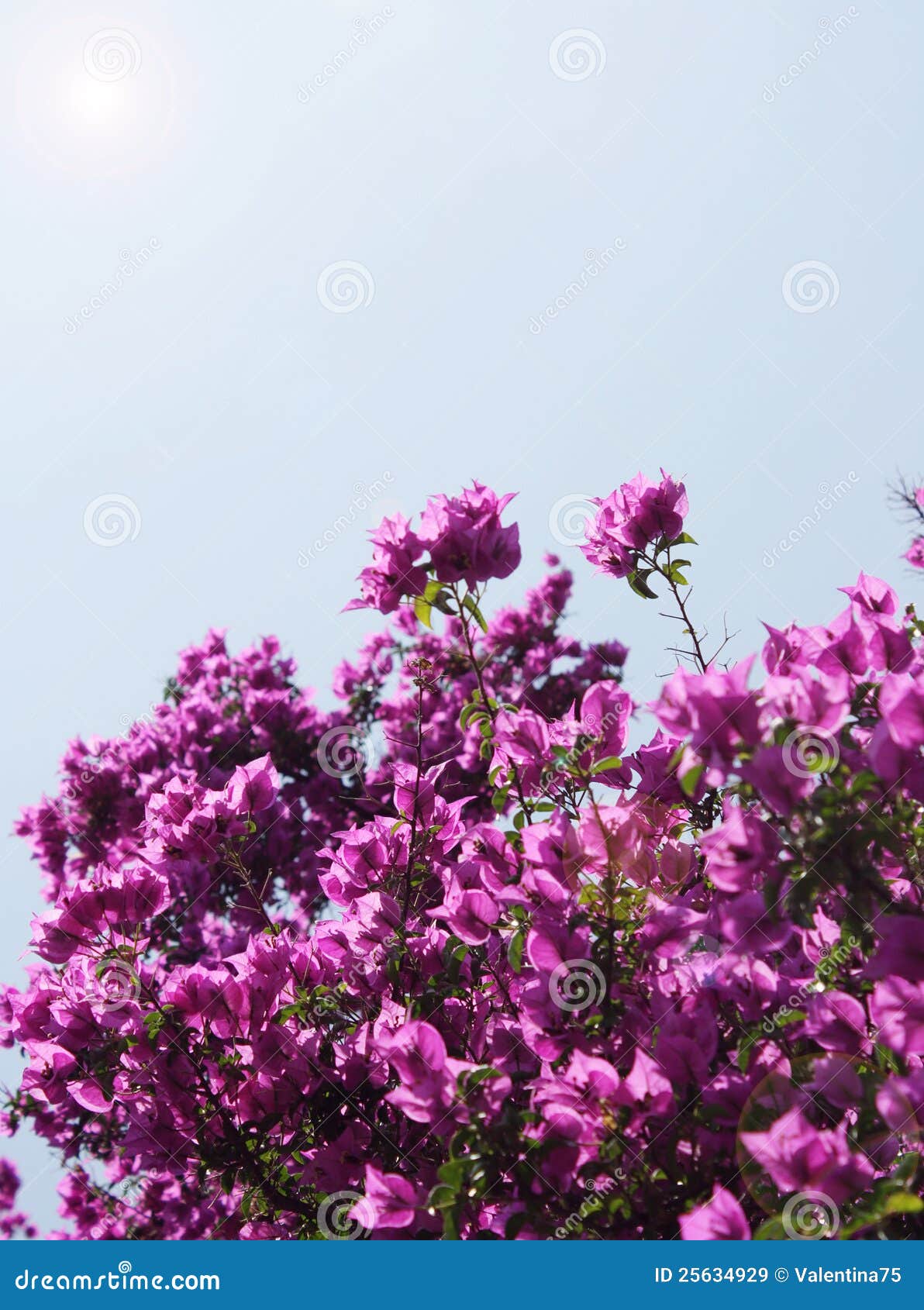 Purple azalea plant stock image. Image of detail, flower - 25634929