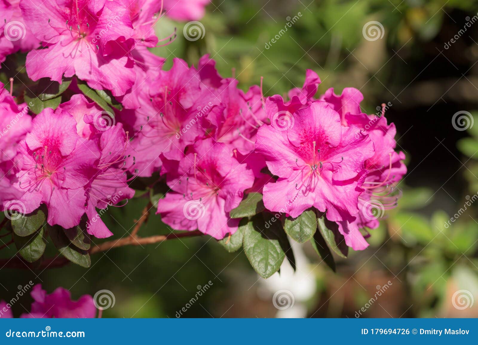 Purple azalea in spring stock photo. Image of bush, flower - 179694726