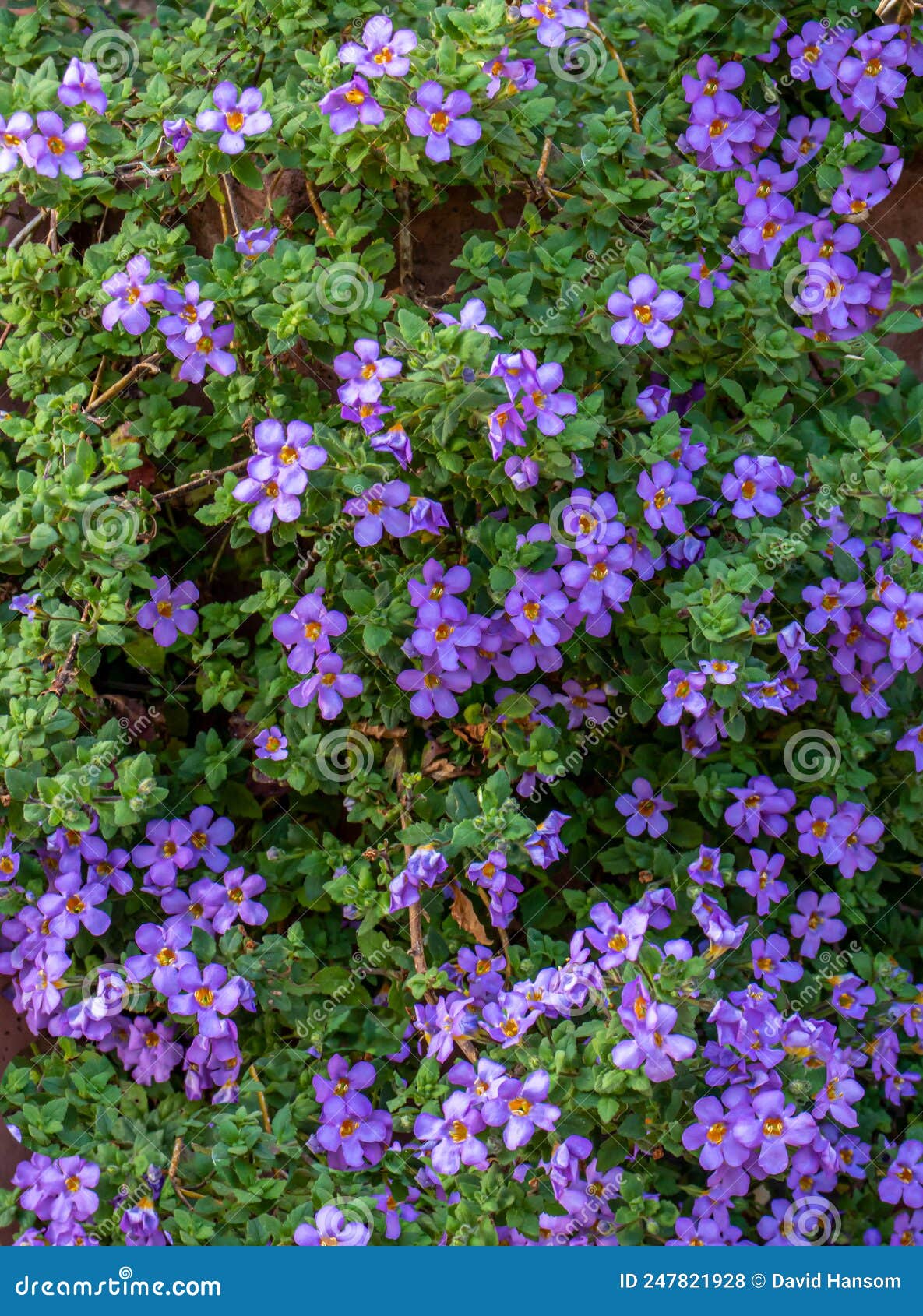 Close Up Of Bacopa Monnieri Flower, Also Called Waterhyssop, Brahmi ...