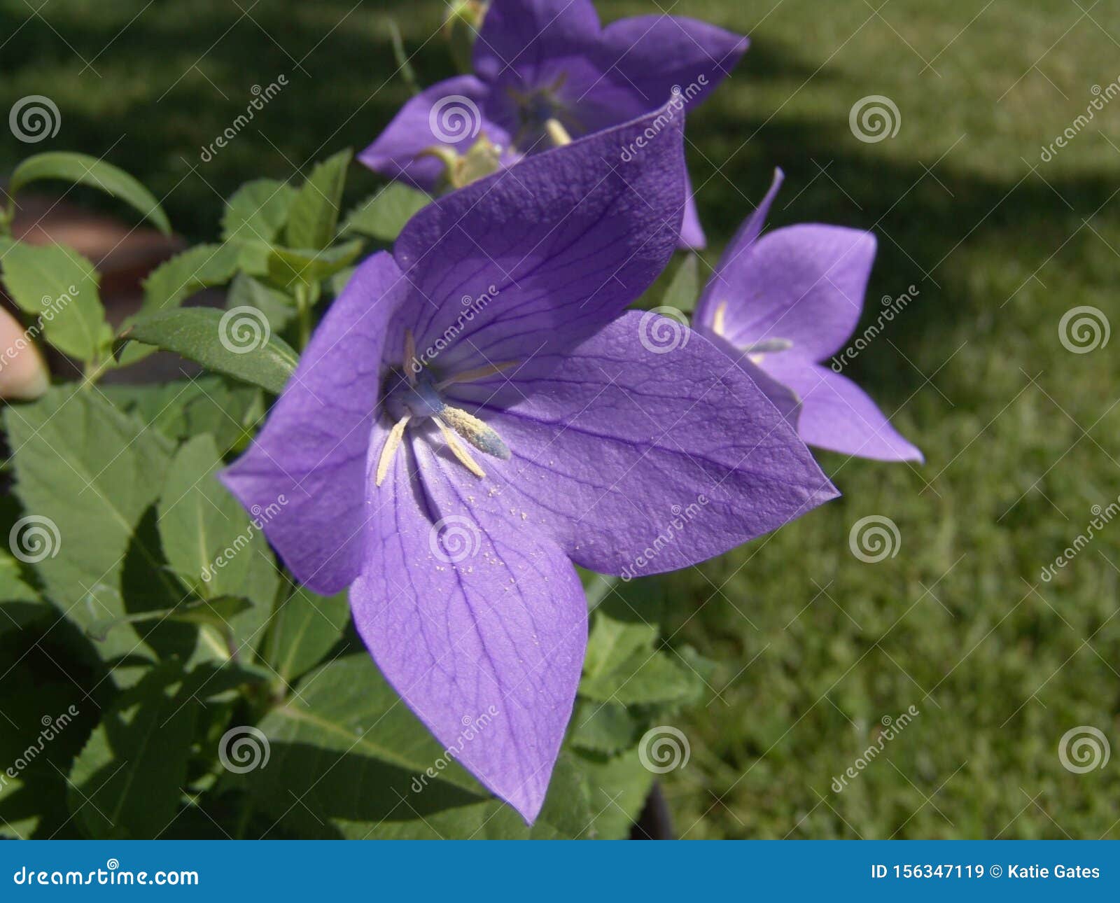 Purple Balloon flower stock image. Image of flower, bloom - 156347119