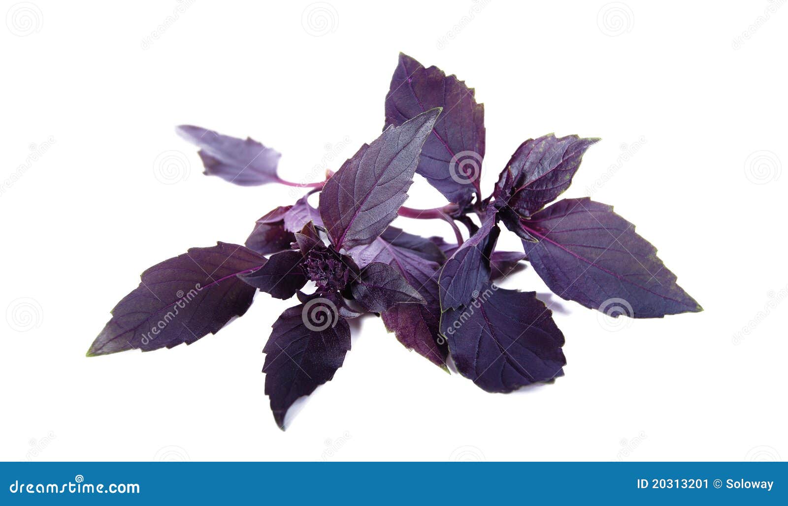 Purple Basil Leaves Stock Photo | CartoonDealer.com #239035722