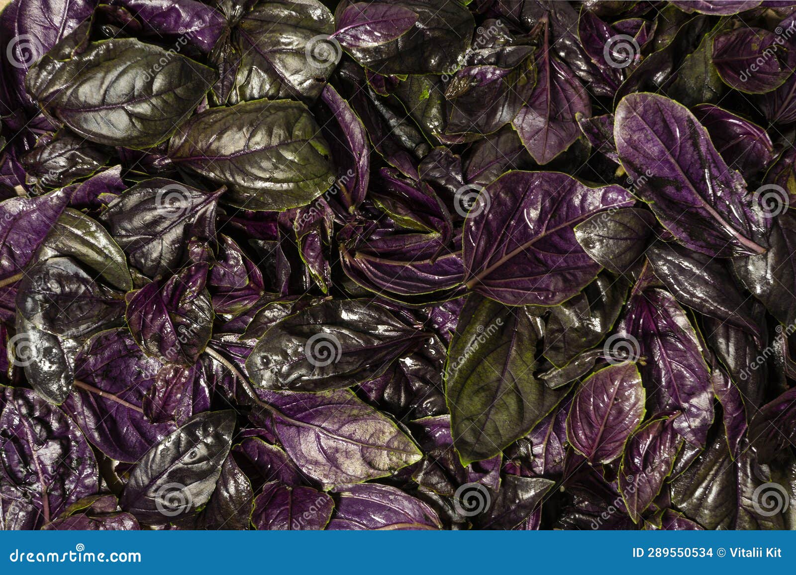 Purple Basil. Basil Background Stock Photo - Image of cooking, food ...