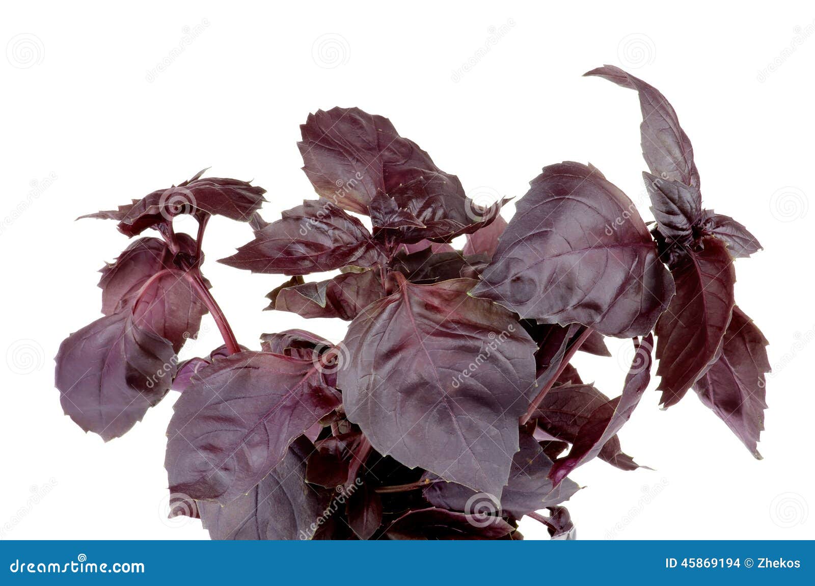 Purple Basil stock photo. Image of healthy, flat, basil - 45869194