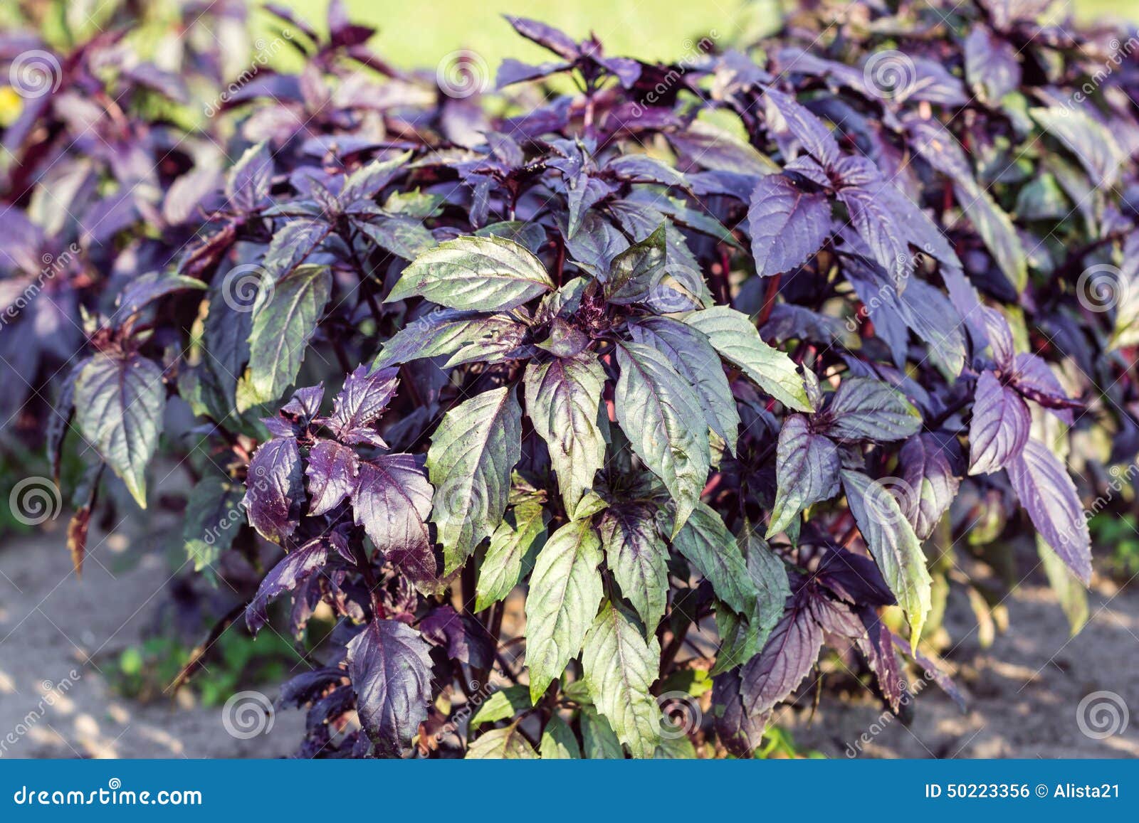 Purple basil stock photo. Image of opal, growing, purple - 50223356