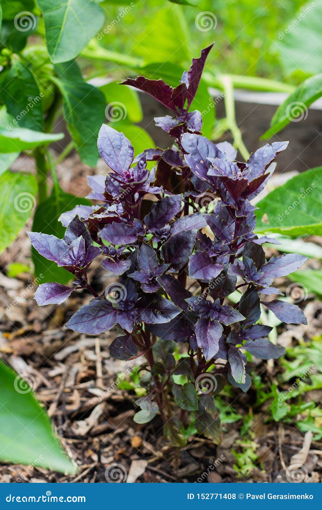 Purple Basil Growing in an Garden Stock Photo - Image of summer ...
