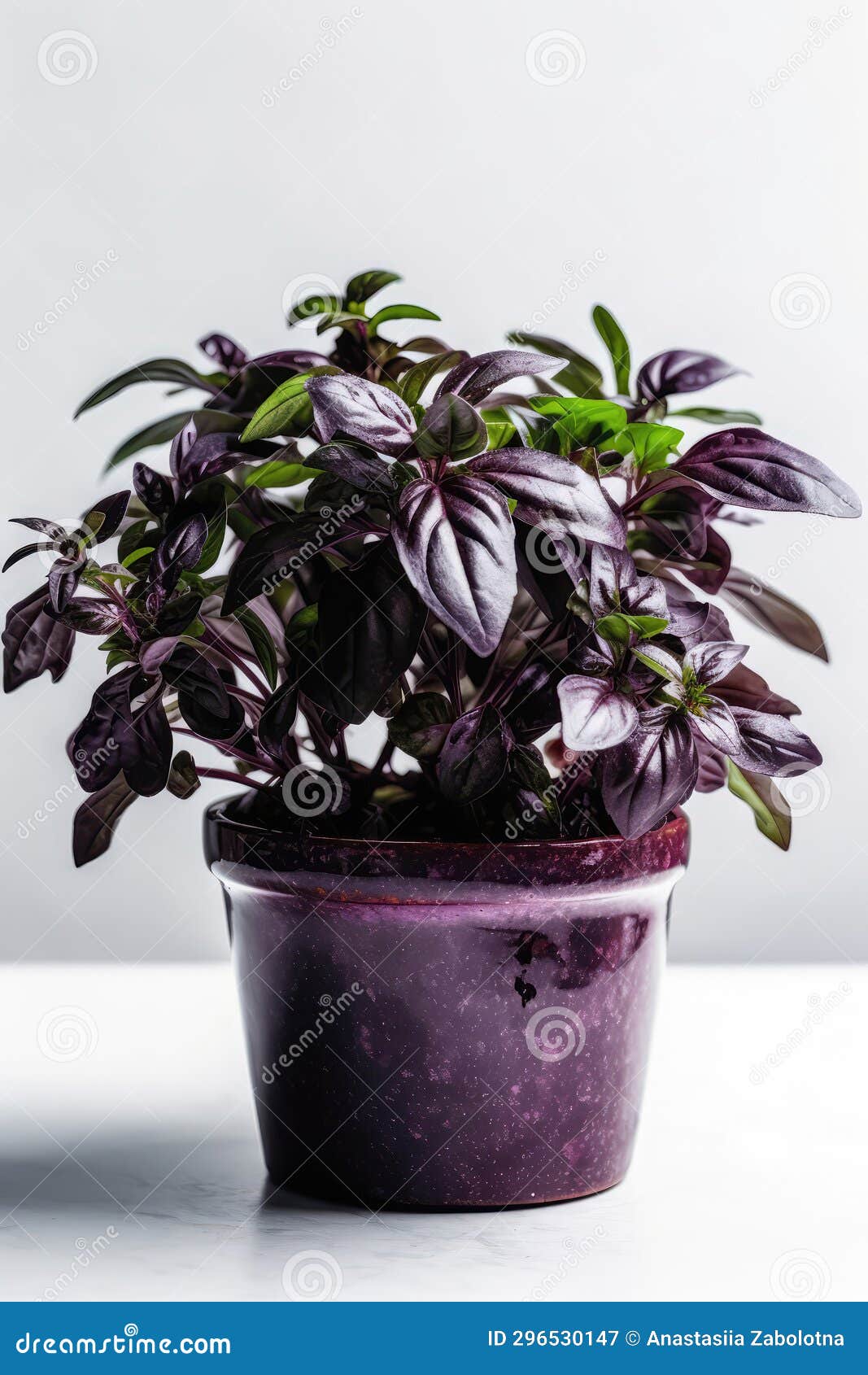 Purple Basil Growing in White Pot on White Background. Generative AI ...