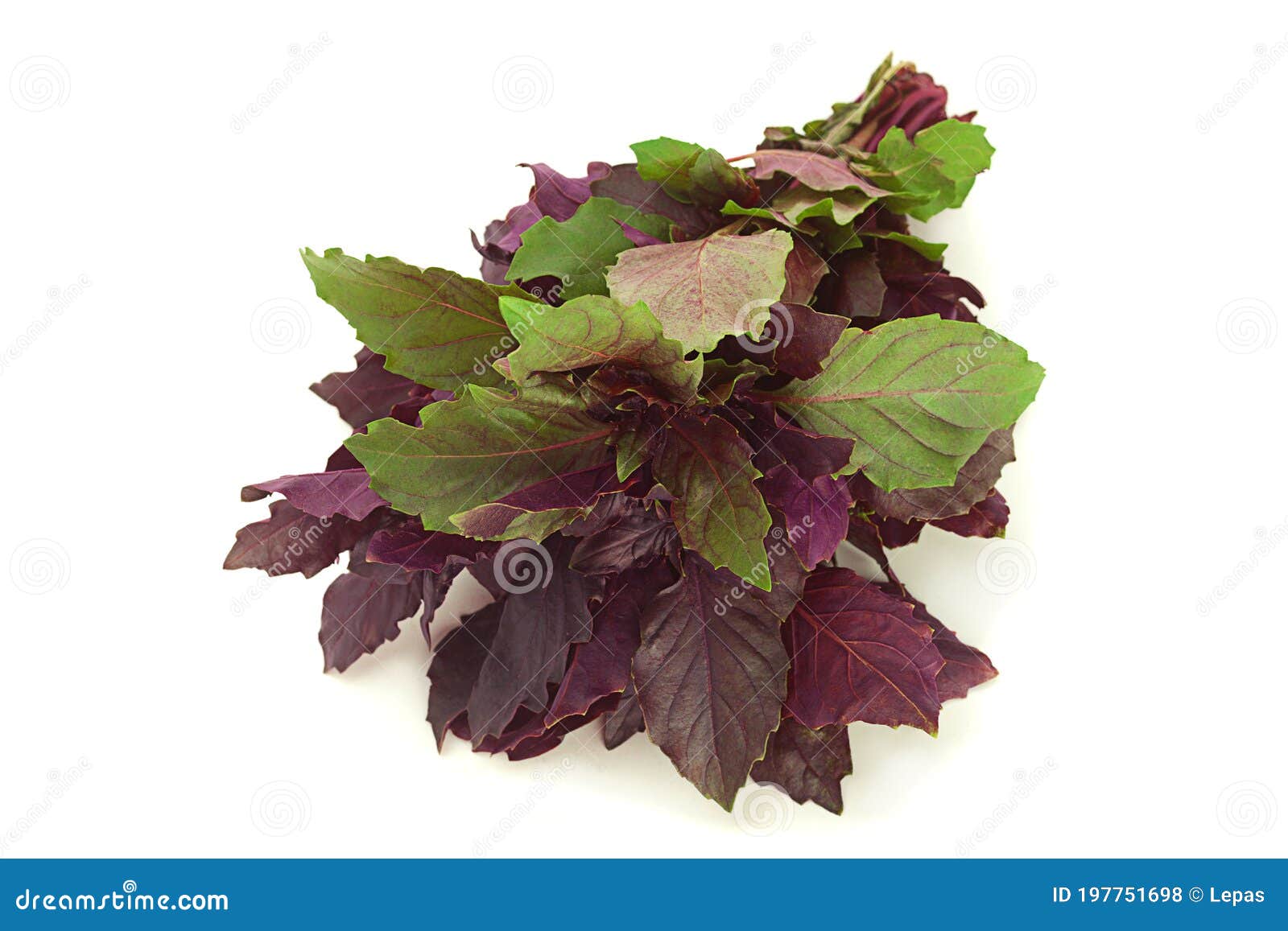 Purple Basil Leaves Stock Photo | CartoonDealer.com #239035722