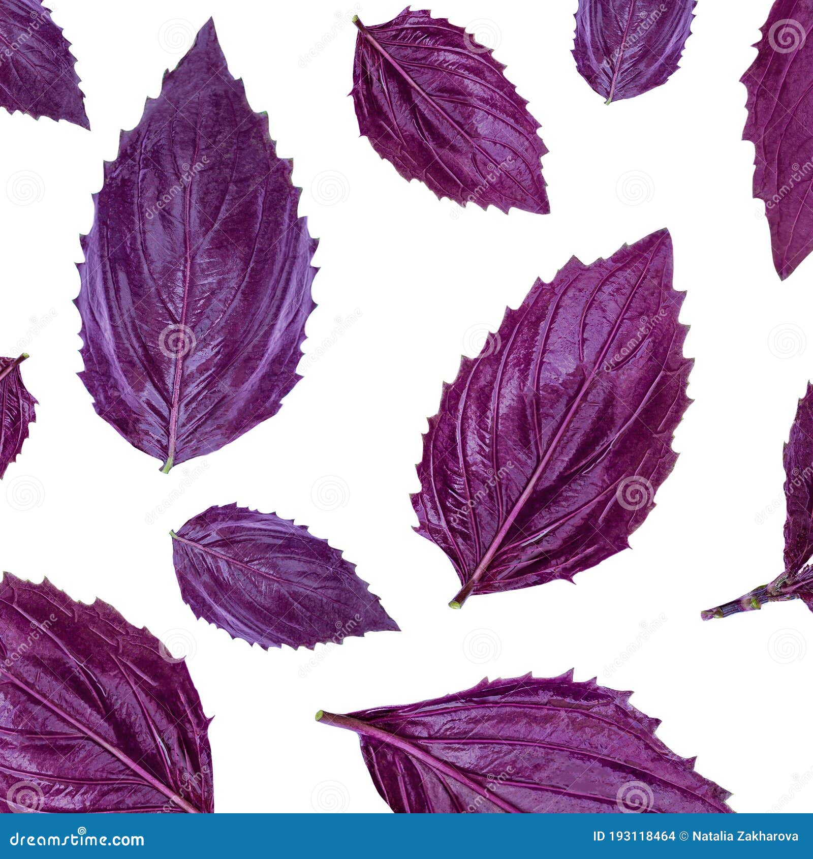 Purple Basil Herb Leaves Isolated on White Background. Fresh Basil Leaf ...