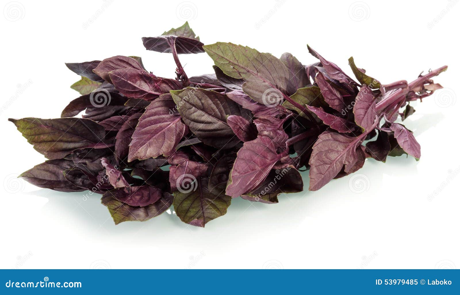 Purple Basil Leaves on White Stock Image - Image of shot, ripe: 53979485