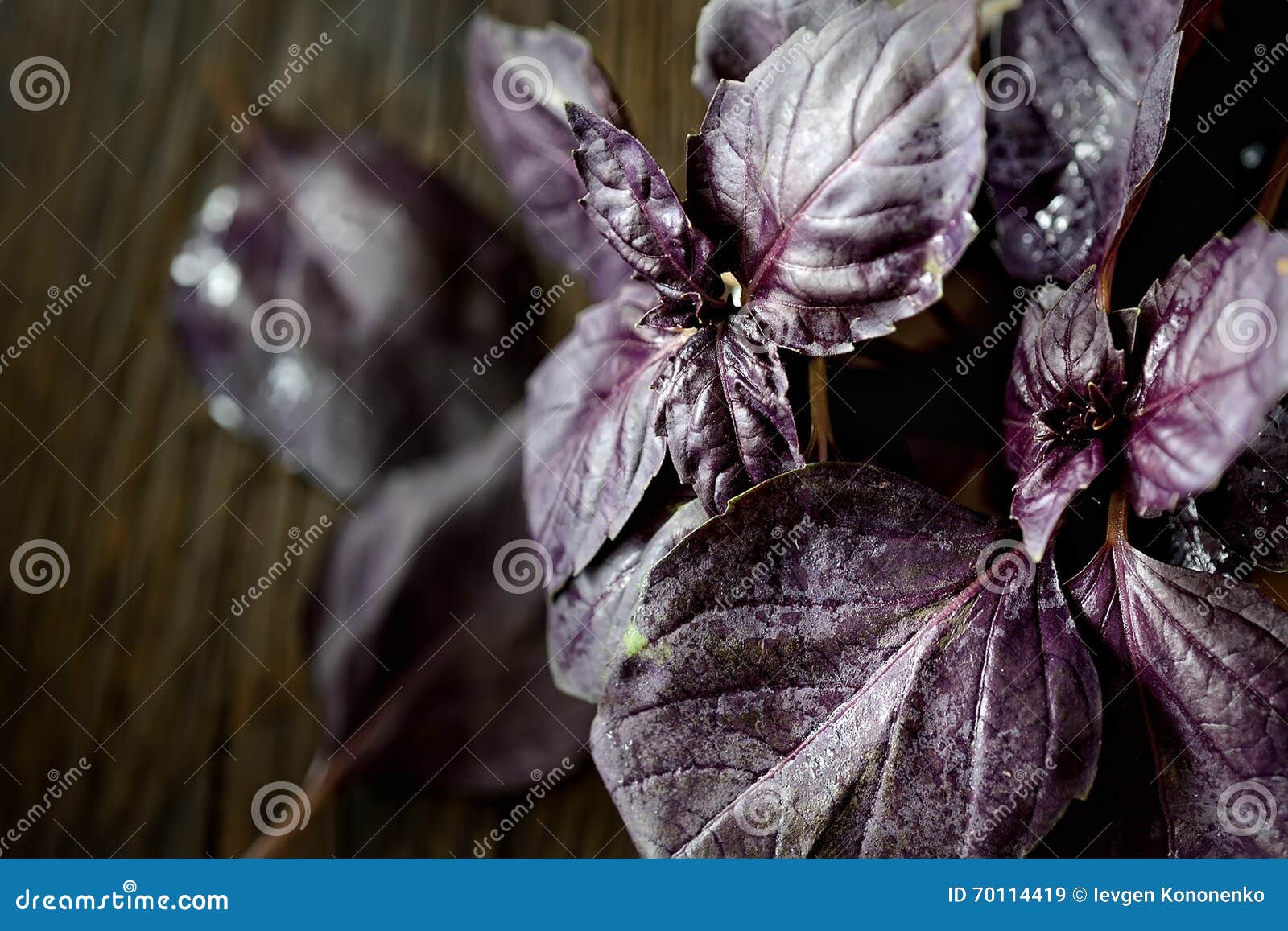 Purple Basil and Parsley on Adark Wooden Background Stock Image - Image ...