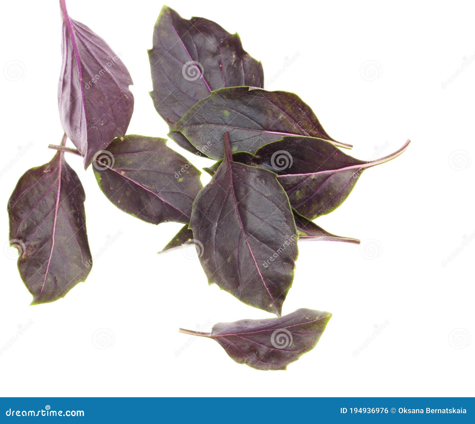 Purple Basil on a White Background Stock Photo - Image of condiment ...