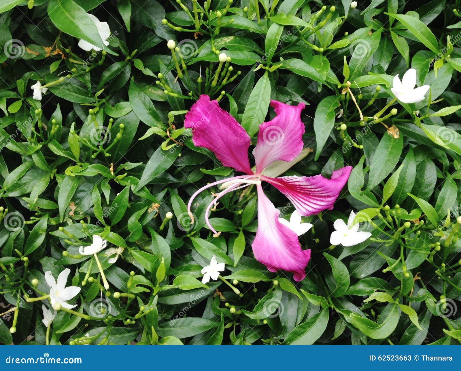 Purple Bauhinia and Dwarf Pinwheel Flower Stock Image - Image of life ...