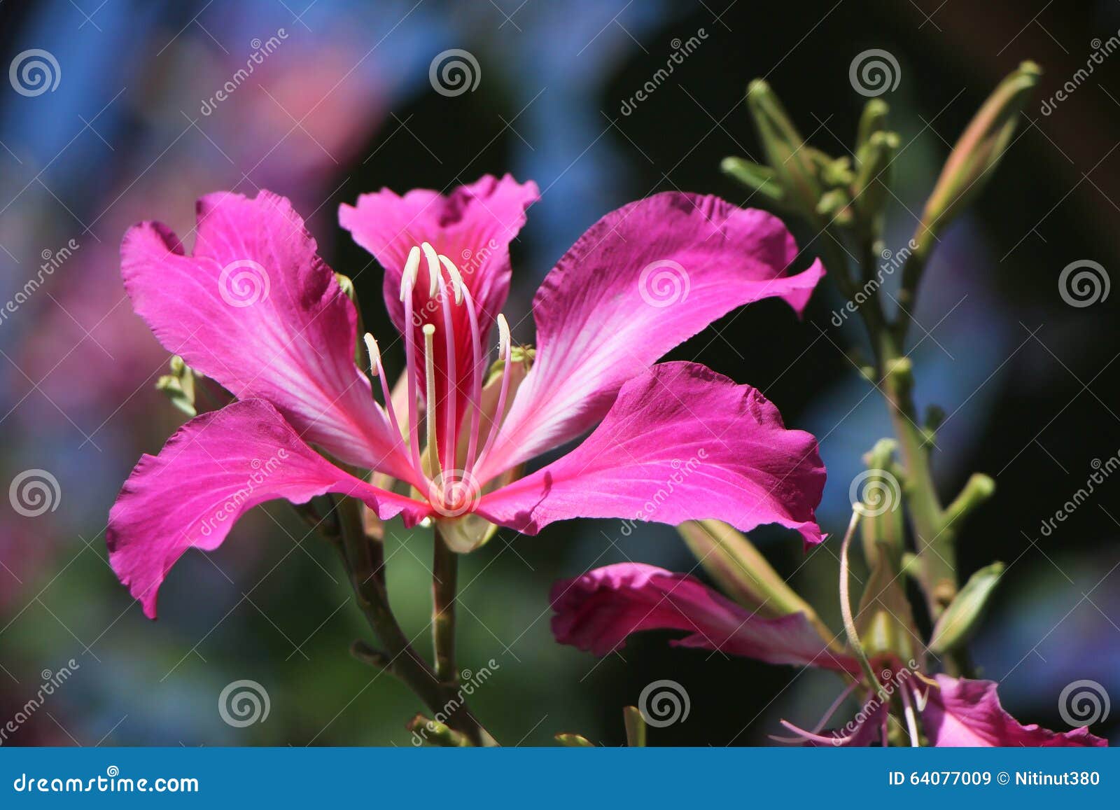 Purple Bauhinia flower stock image. Image of ornamental - 64077009