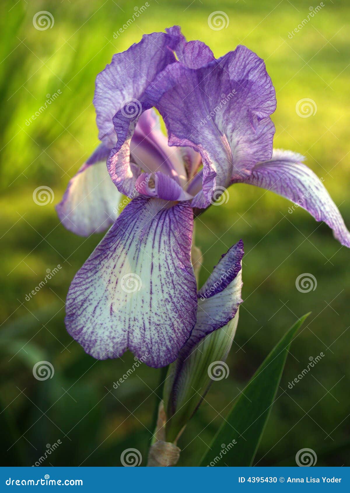 Purple Bearded Iris, Back-lit in Spring Stock Photo - Image of buds ...