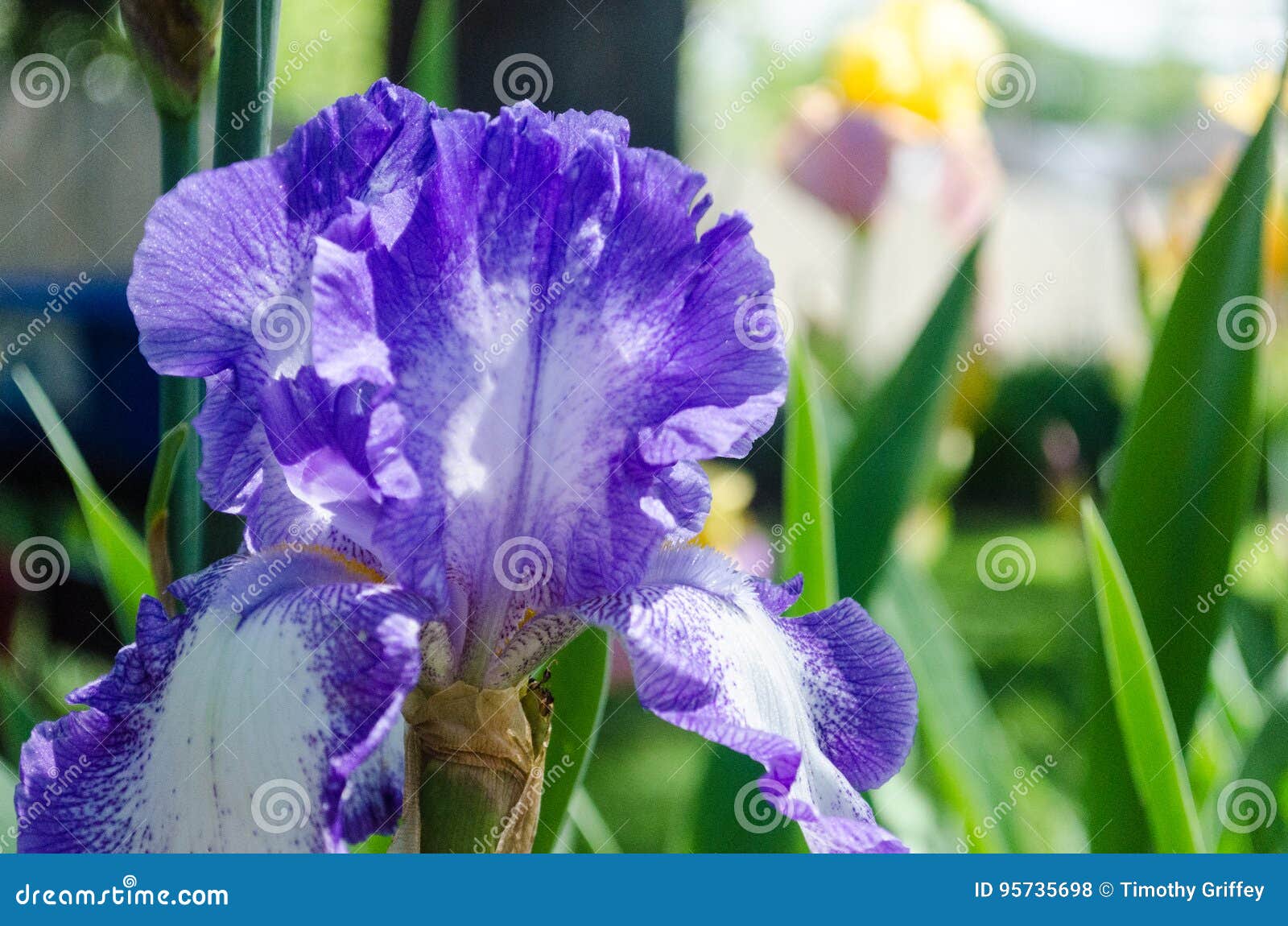 Purple Bearded Iris from the Side Stock Photo - Image of foliage ...