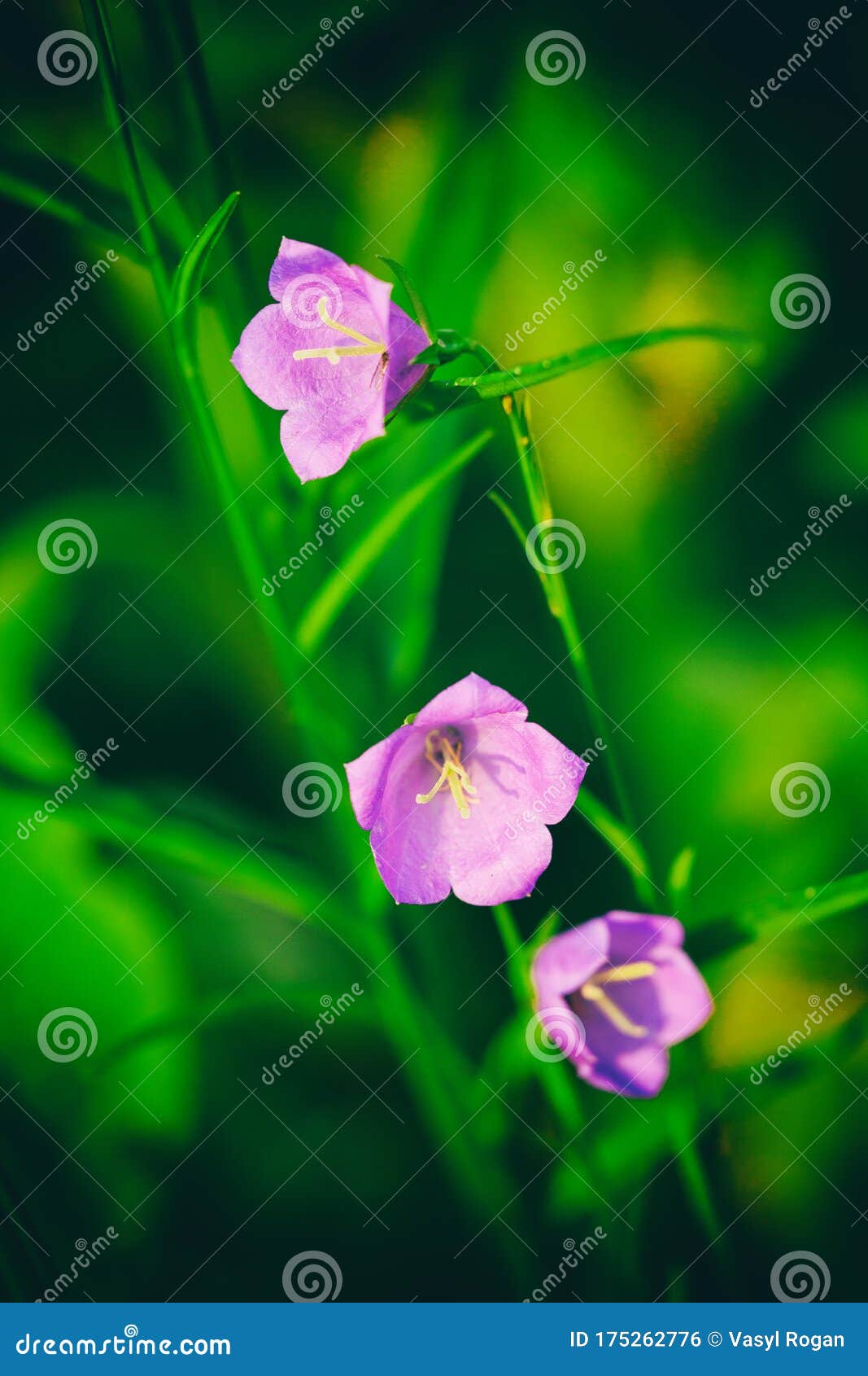 Purple Beautiful And Bright Bells Beautiful Floral Background With