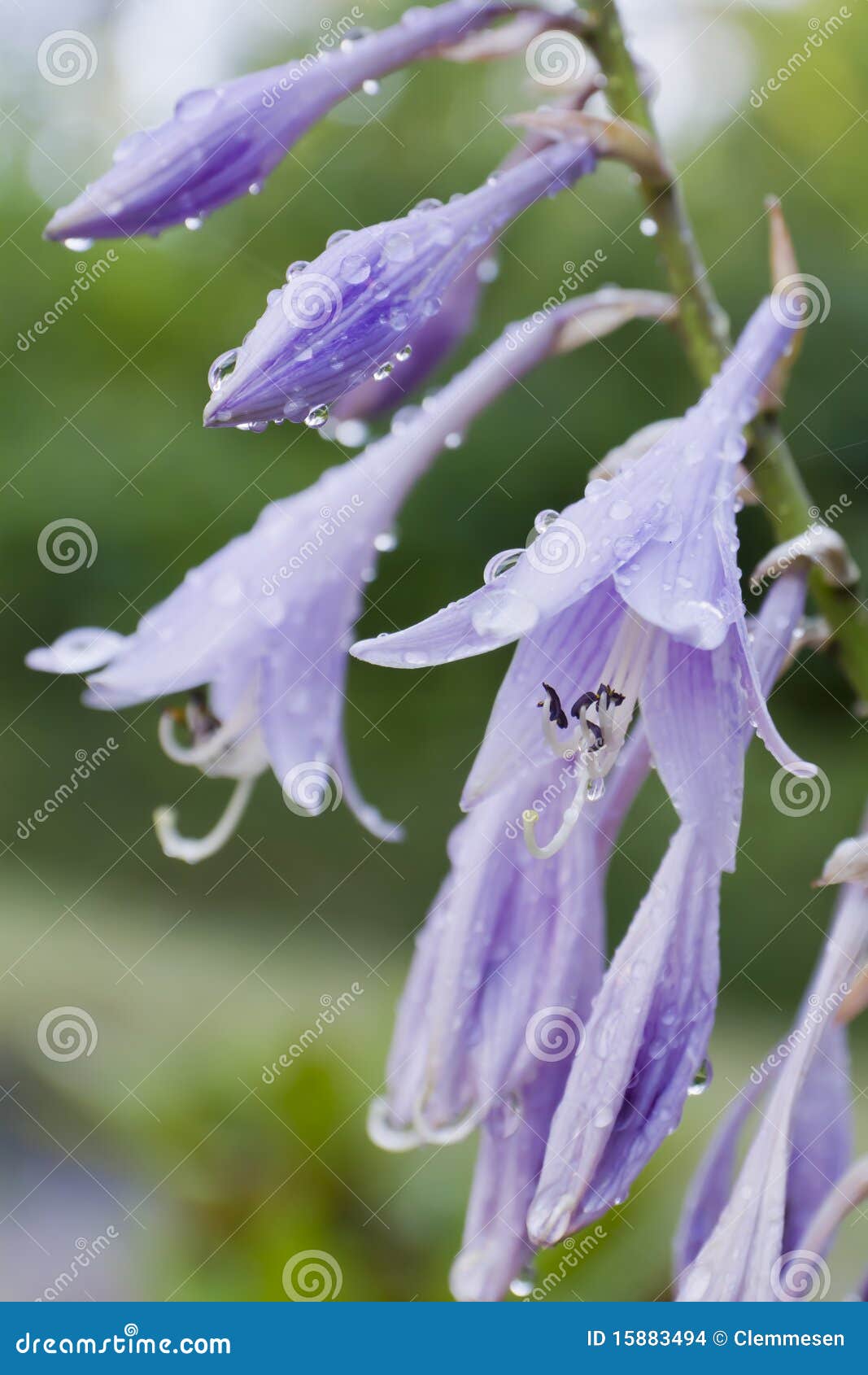 Purple Bell Flower stock photo. Image of biology, botanical - 15883494