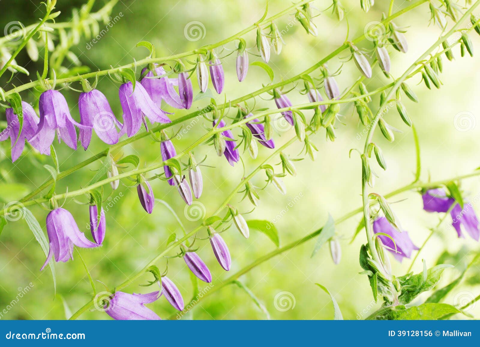 Purple bell stock photo. Image of isolated, herb, petal - 39128156