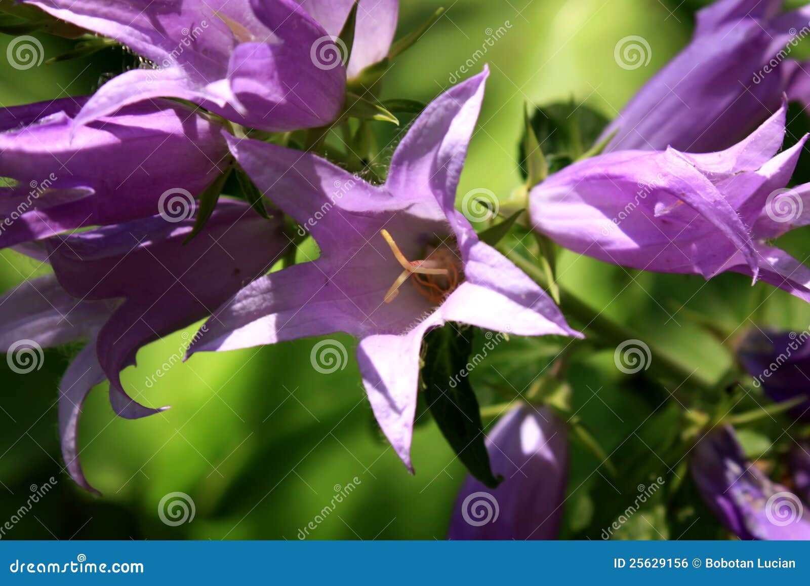 Purple Bell-flower in Forest Stock Photo - Image of botany, single ...