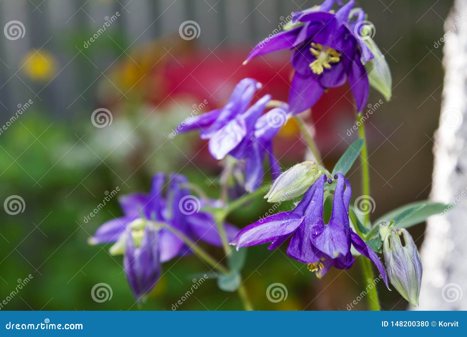 Purple bell flower stock photo. Image of color, fragrance - 148200380