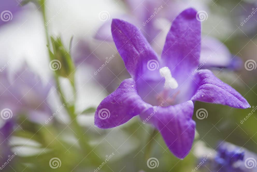 Purple bell flowers stock image. Image of detailed, flowers - 2463137