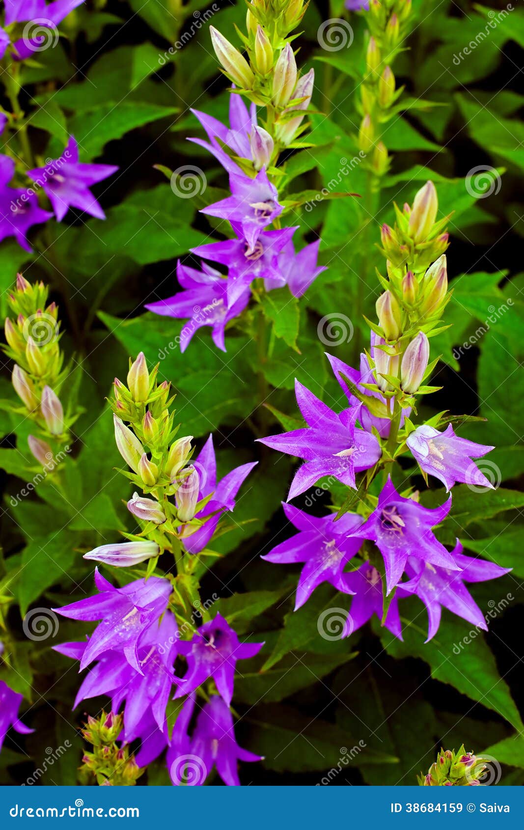 Purple bell flowers stock image. Image of macro, nature - 38684159