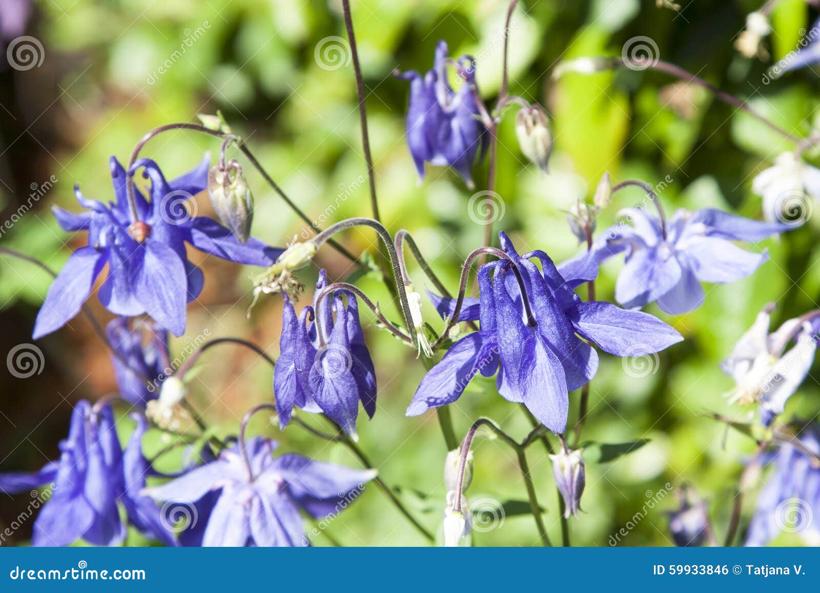 Purple bell-flowers stock photo. Image of nature, estonian - 59933846