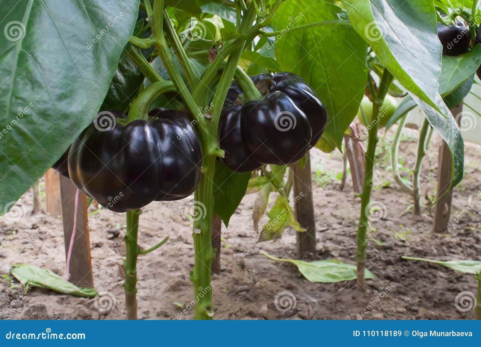 Purple Bell Pepper on the Pepper Tree. Stock Image - Image of nursery ...