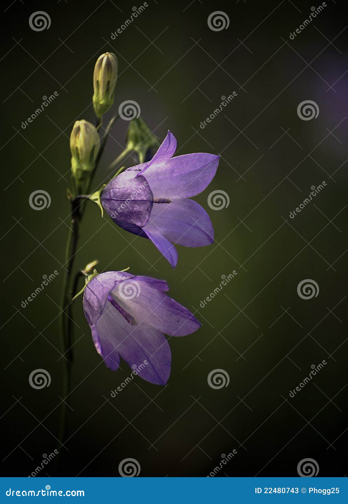 Purple Bells stock image. Image of green, flower, elegant - 22480743