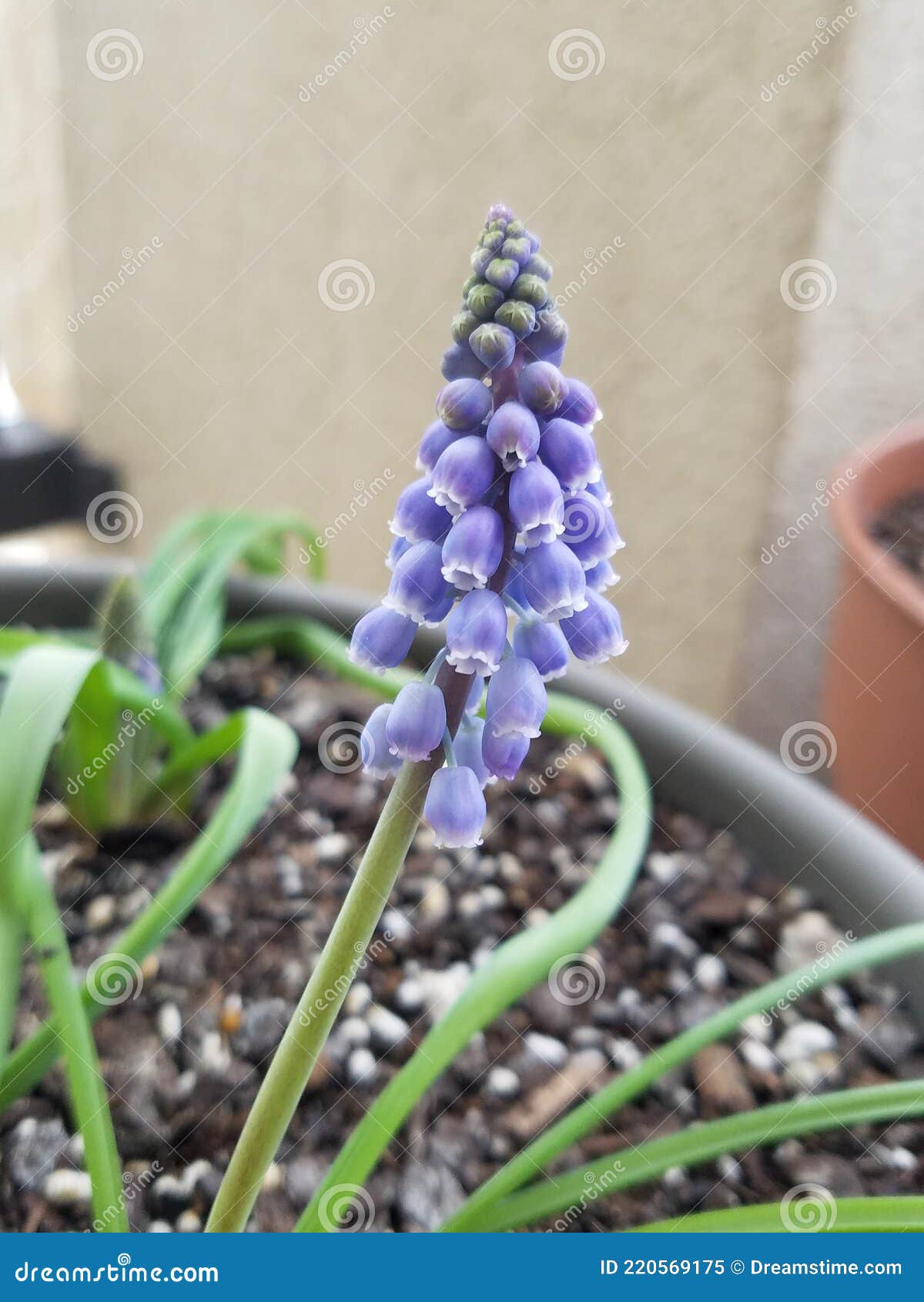 Purple Bells stock image. Image of texas, plants, flowers - 220569175