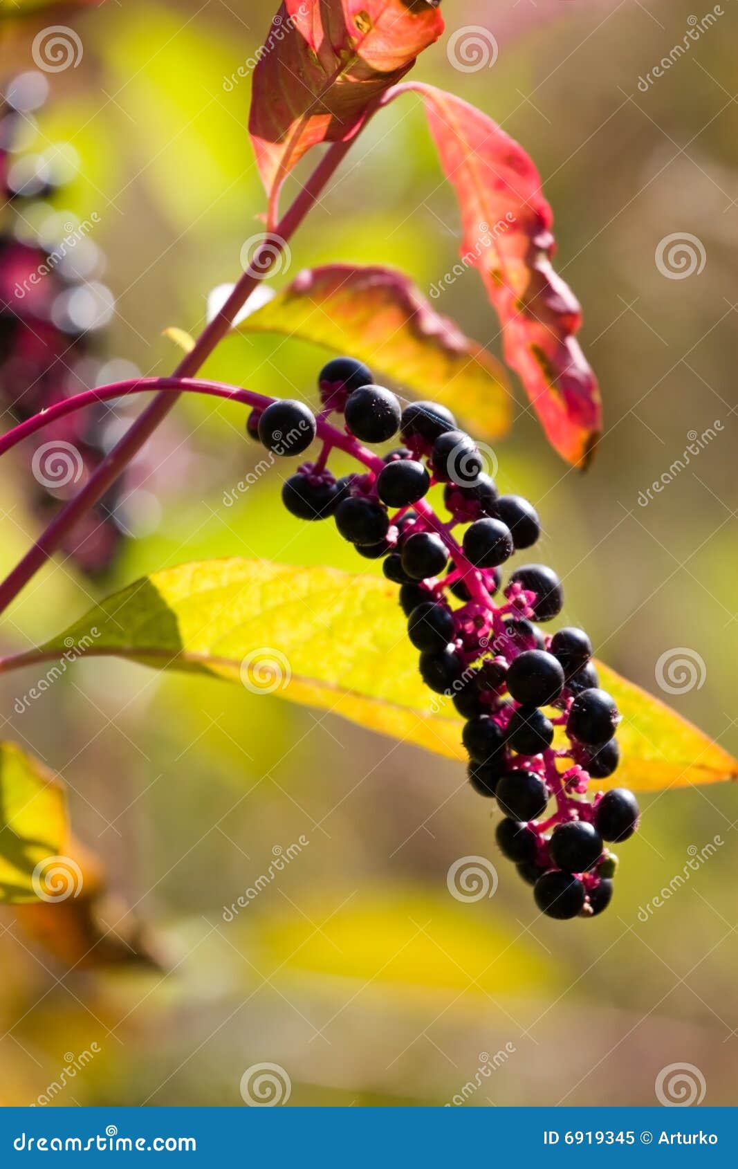 Purple Berries On A Tree Stock Photography | CartoonDealer.com #49037120