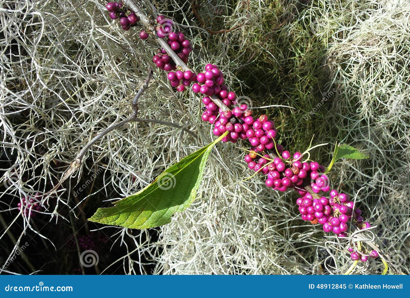 Purple Berries On A Tree Stock Photography | CartoonDealer.com #49037120