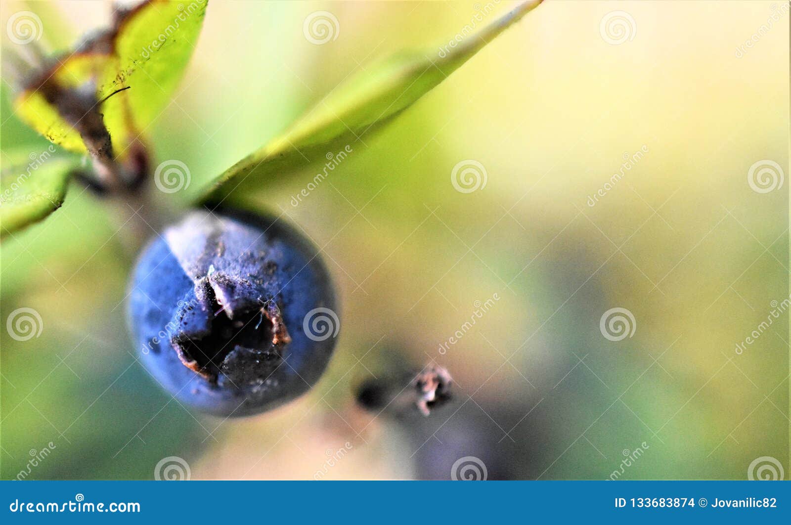 Purple Berry Background Macro Stock Photo - Image of cold, alone: 133683874
