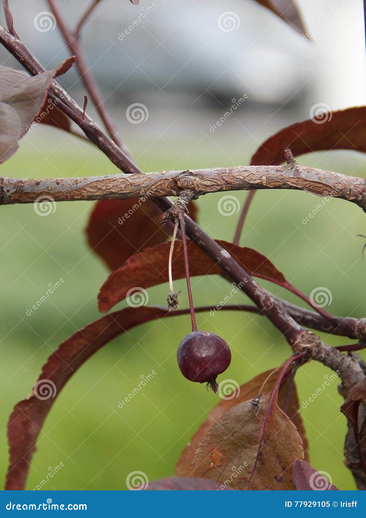 Purple berry of plum stock image. Image of foliage, purple - 77929105
