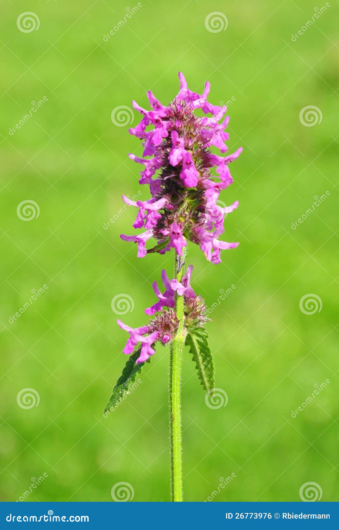 Purple Betony (Betonica Officinalis) Stock Photo - Image of purple ...