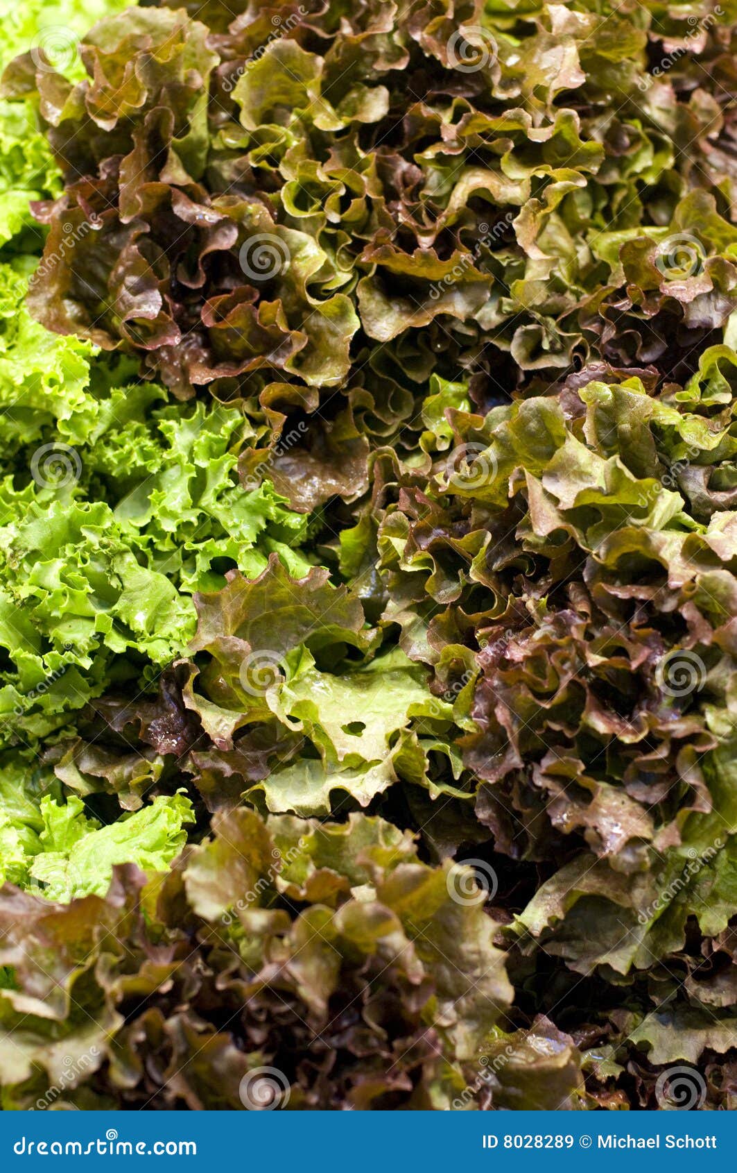 Purple Bib Lettuce stock image. Image of vegetal, lechuga - 8028289