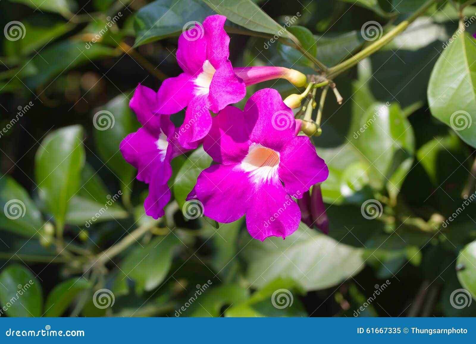 Purple Bignonia flower stock image. Image of pink, fresh - 61667335