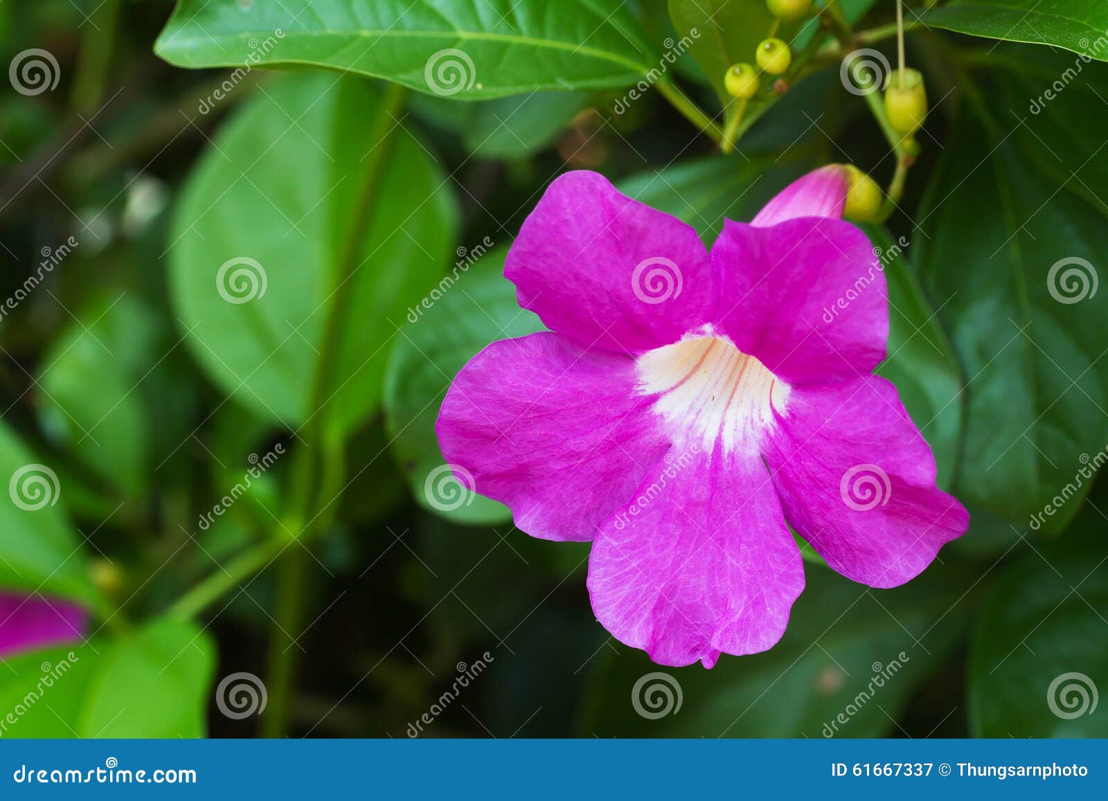 Purple Bignonia flower stock image. Image of green, pink - 61667337