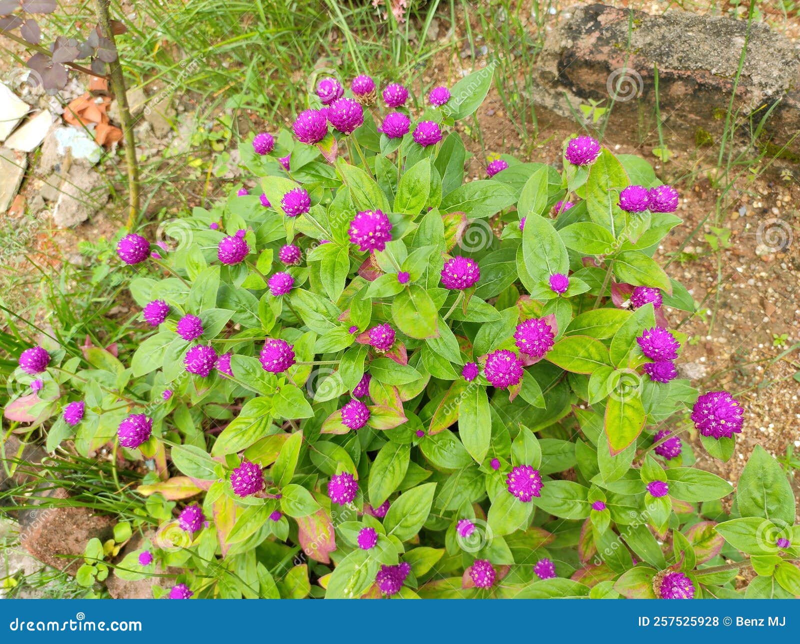 Purple Bishop Button Flowers on the Plant Stock Photo - Image of herb ...