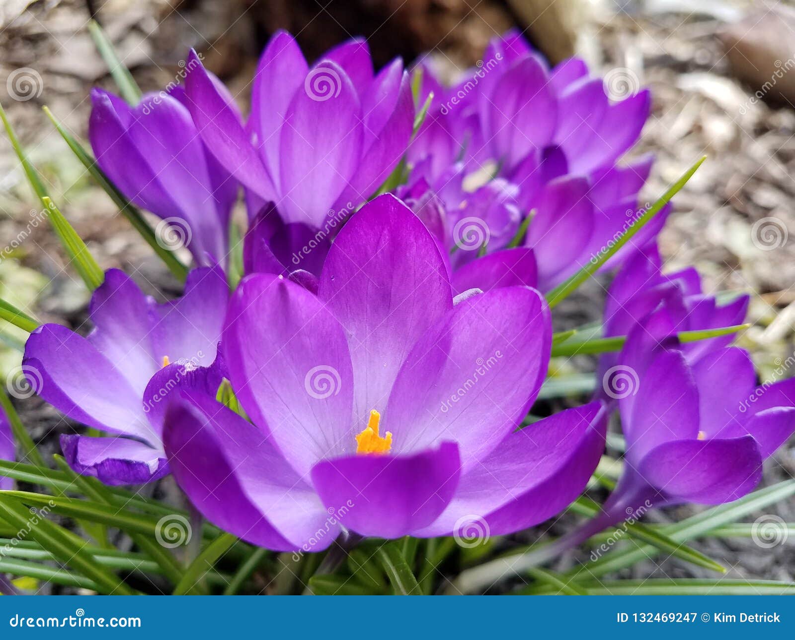 Purple bliss in Spring stock image. Image of bliss, spring - 132469247