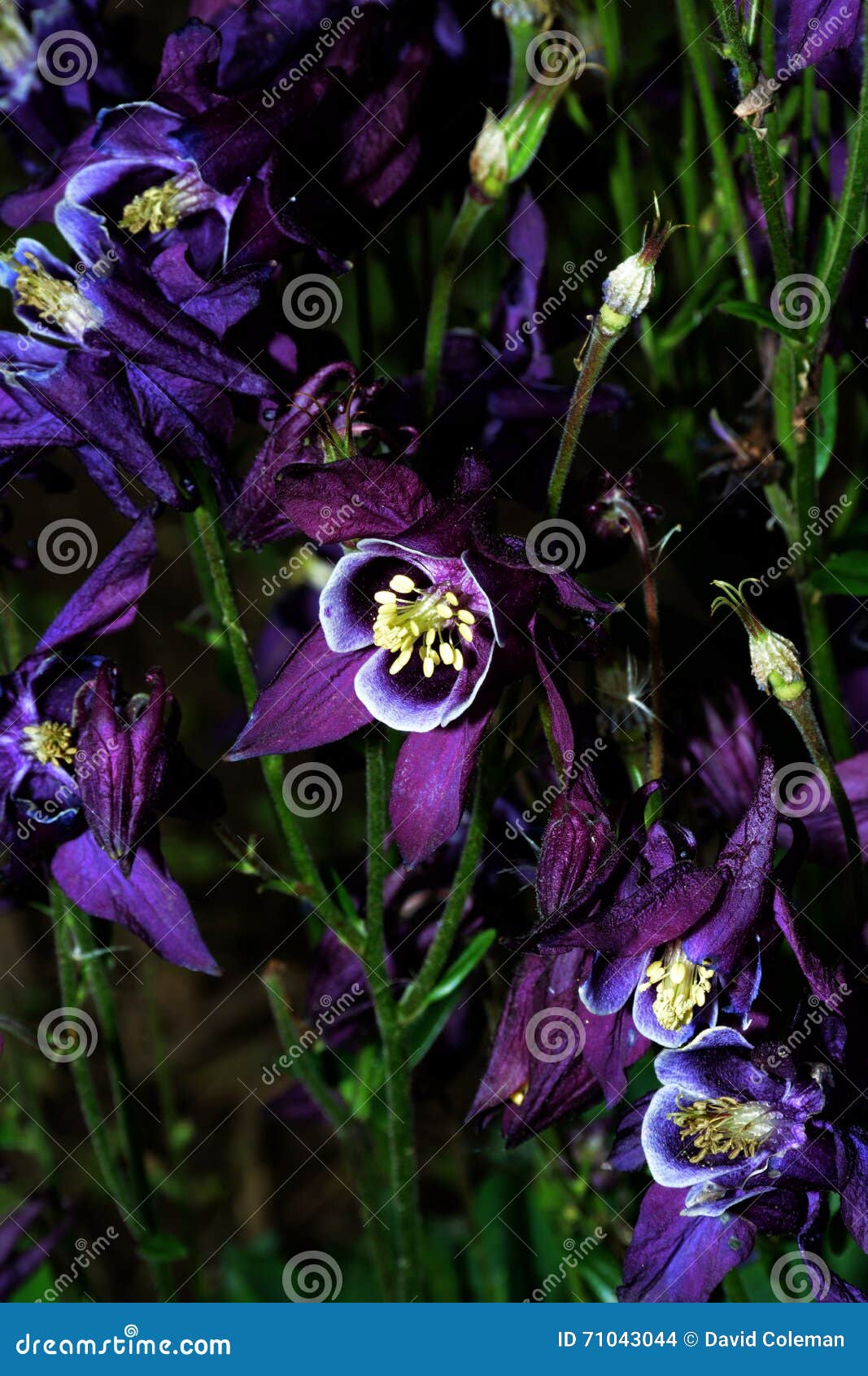 Purple bloom stock photo. Image of garden, plant, floral - 71043044
