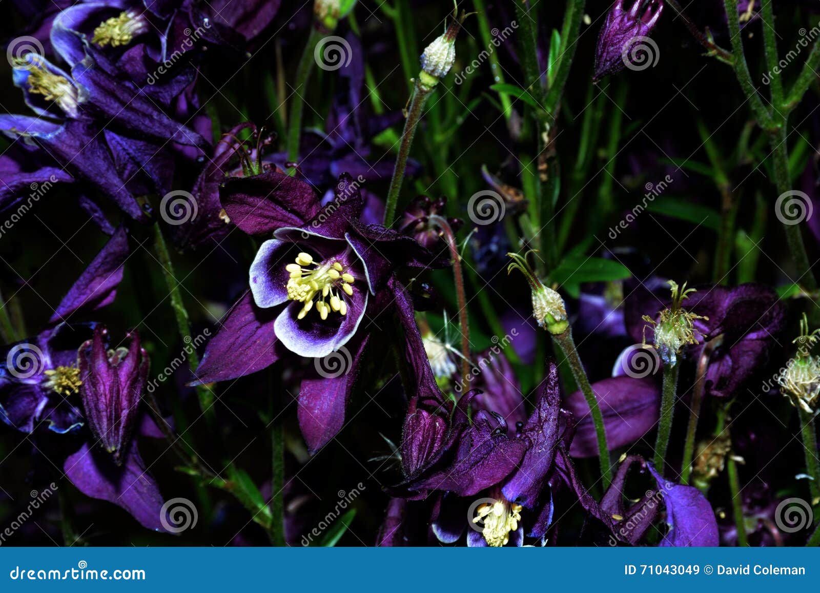 Purple bloom stock image. Image of petal, garden, flora - 71043049