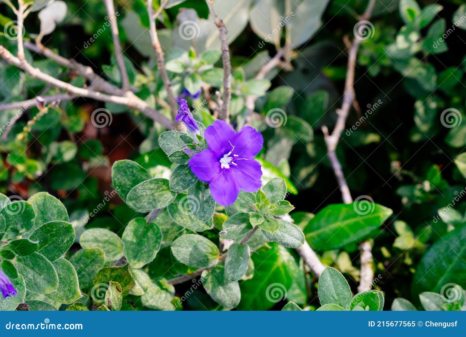 Blooming Evolvulus flowers stock image. Image of flowers - 215677565