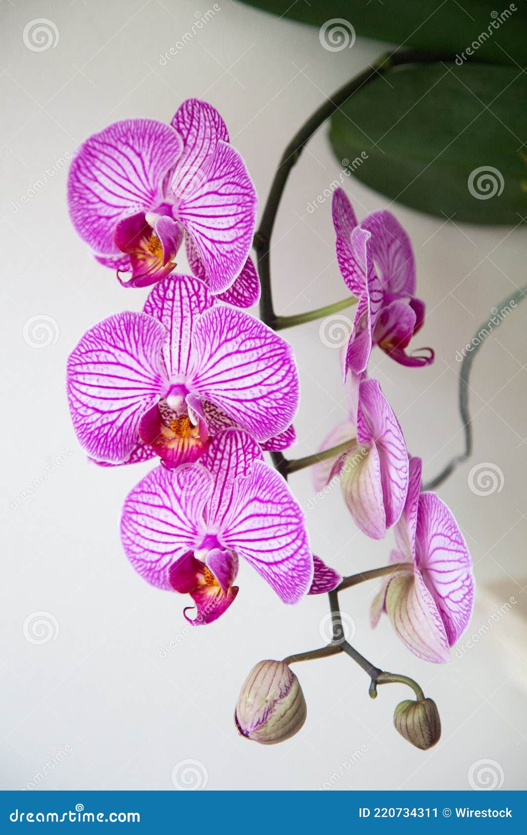 Purple Blooming Moth Orchid Stock Image - Image of flowering ...