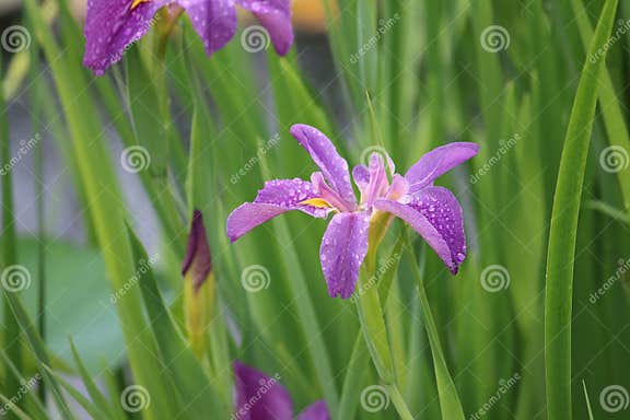 Purple Blooms after the Rain Stock Image - Image of blooms, gardening ...